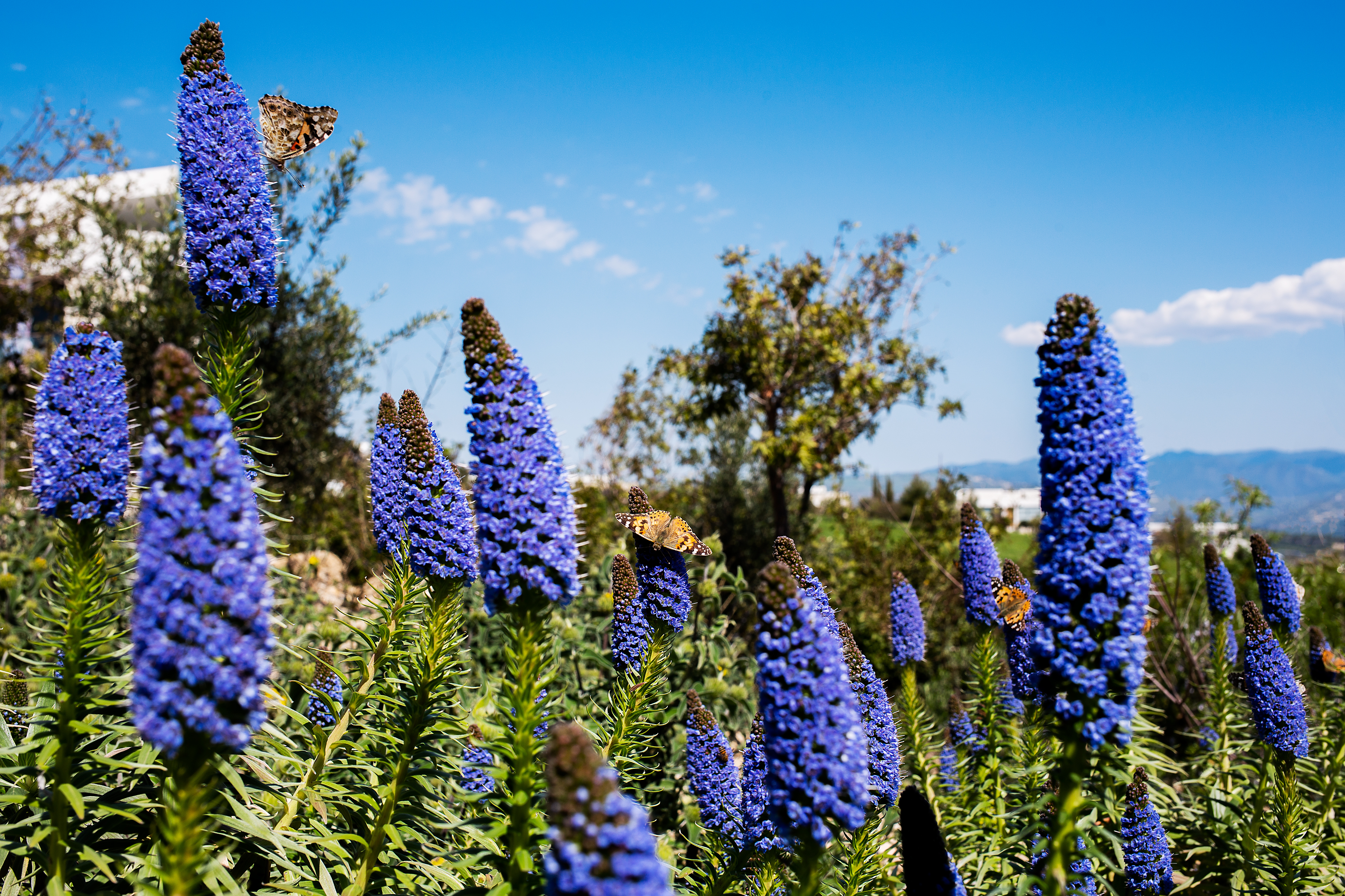 Sustainability Practices | Paphos, Cyprus | Minthis Resort